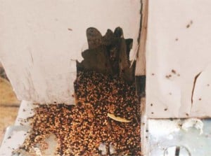 Drywood Termites - ACTION Termite & Pest Control