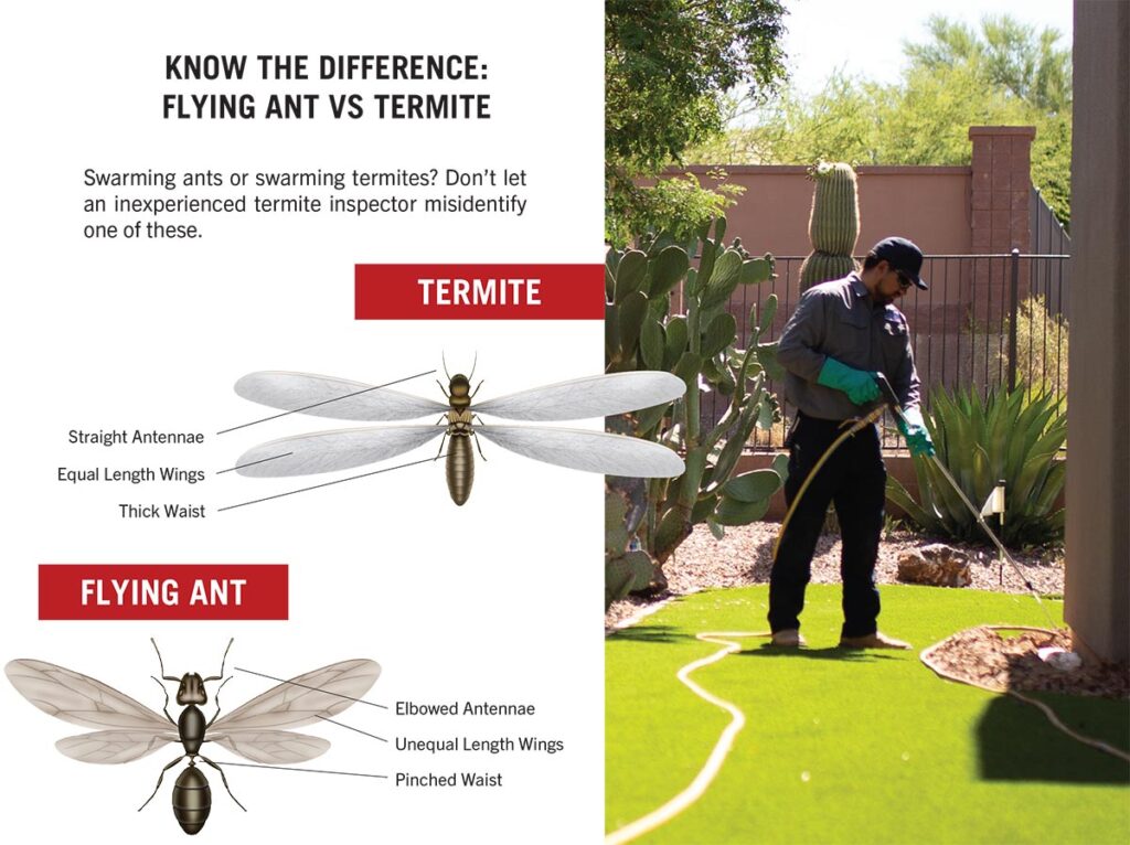 Termite Control Phoenix: Top-Rated Treatment & Inspection Services
