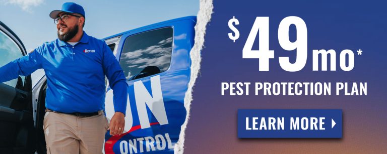 Pest Control Phoenix | Termite & Exterminator Services | ACTION Termite ...